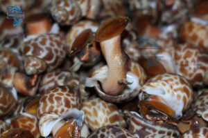 LIVE TOP SHELL / (BAIGAI) – marineharvestpk.com
