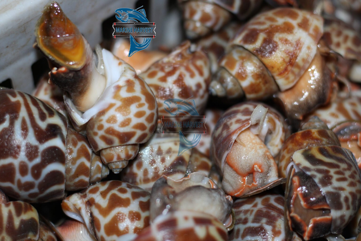 LIVE TOP SHELL / (BAIGAI) – marineharvestpk.com