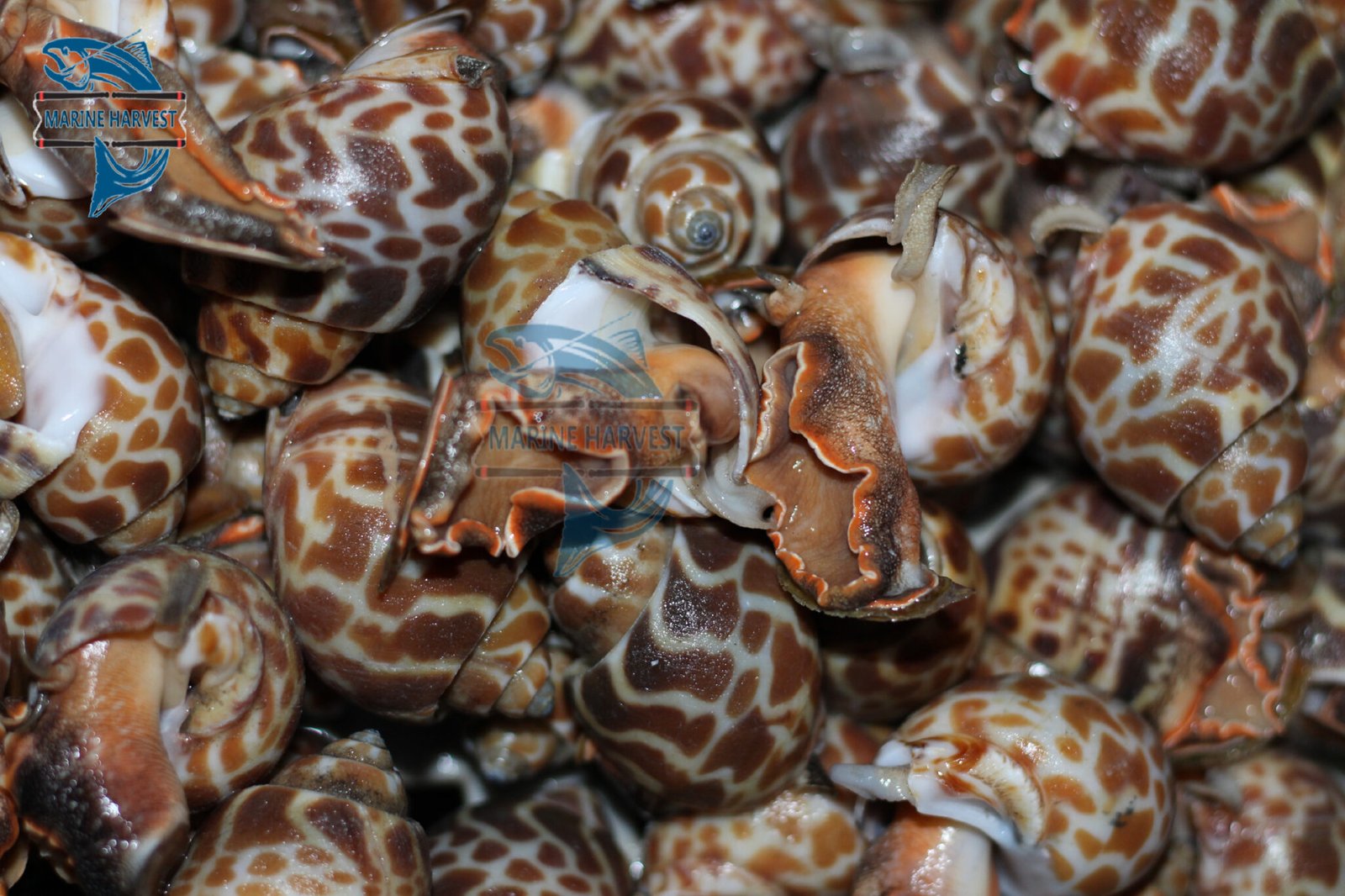 LIVE TOP SHELL / (BAIGAI) – marineharvestpk.com