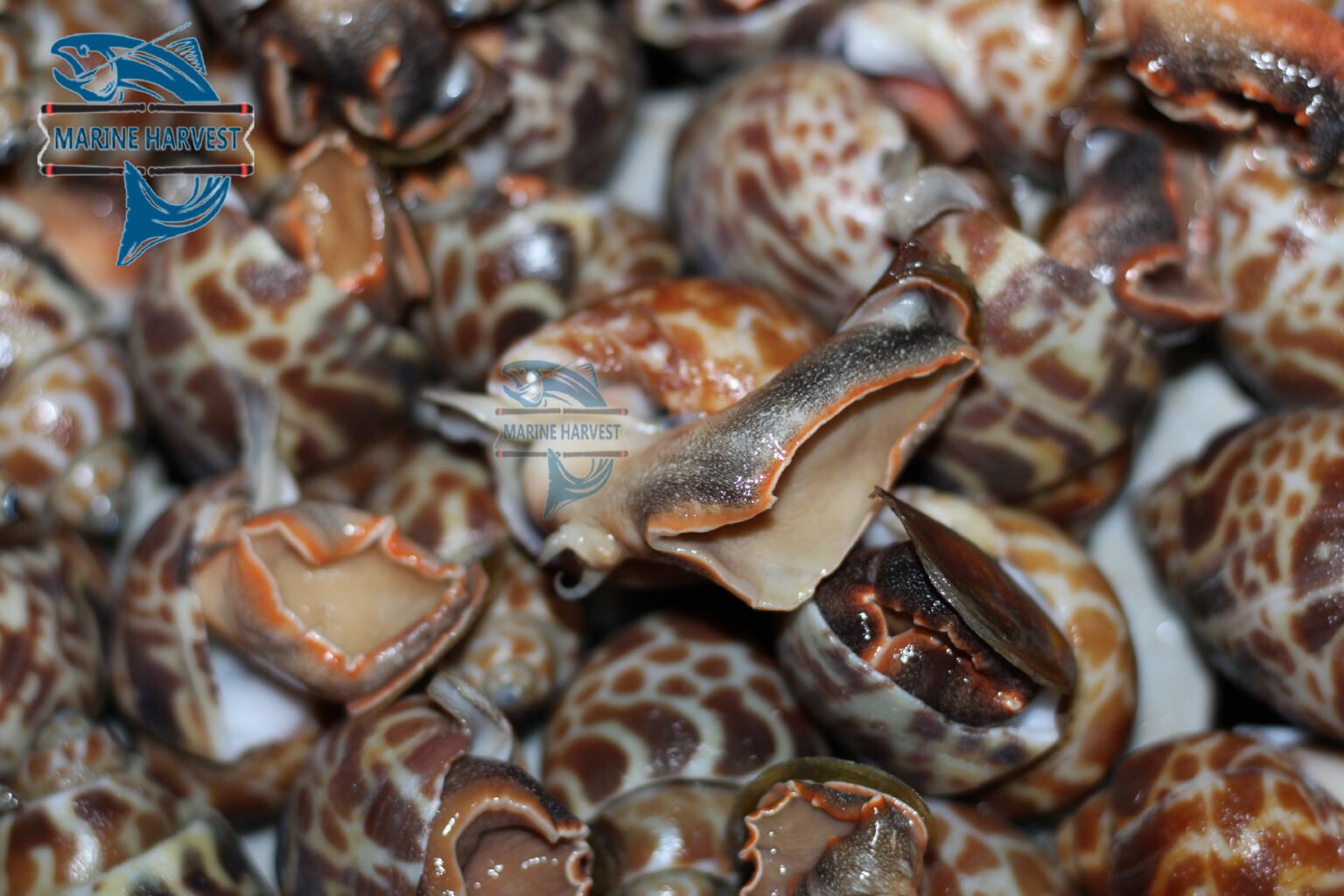 LIVE TOP SHELL / (BAIGAI) – marineharvestpk.com