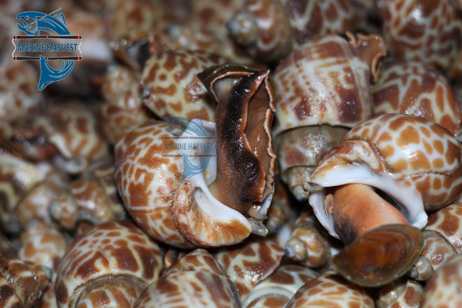 LIVE TOP SHELL / (BAIGAI) – marineharvestpk.com